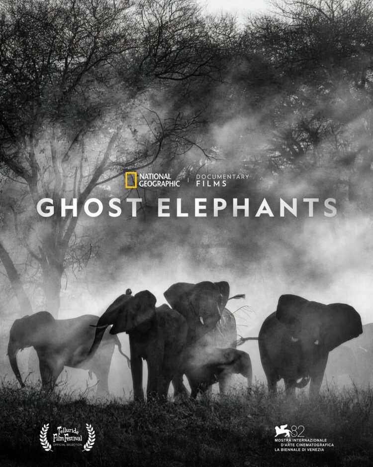 South Africa: "Ghost Elephants" Premieres On Nat Geo Wild And Disney+ ...